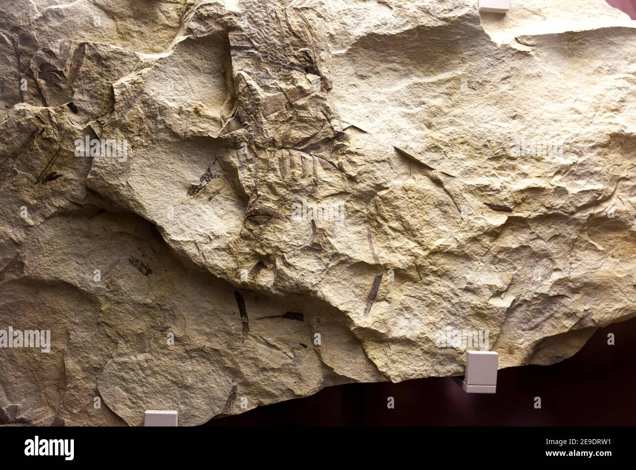 Mesozoic Plant Fossil High Resolution Stock Photography and Images - Alamy