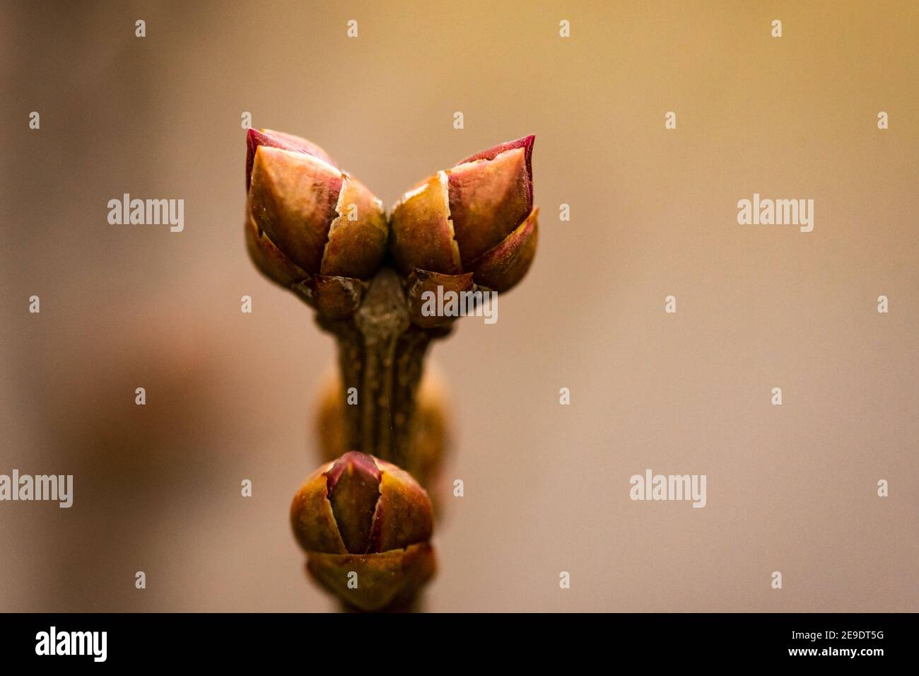 Tree branches with spring green budding leaves. tree buds in spring ...