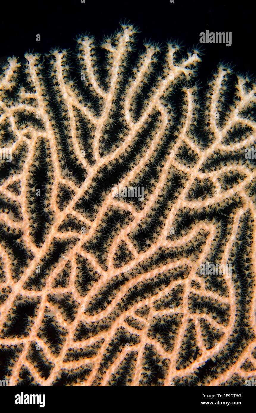 Melithaea Sp High Resolution Stock Photography and Images - Alamy