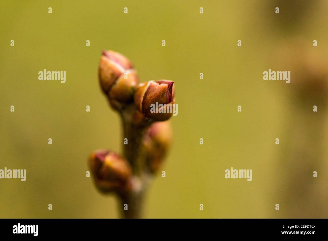 Tree branches with spring green budding leaves. tree buds in spring ...