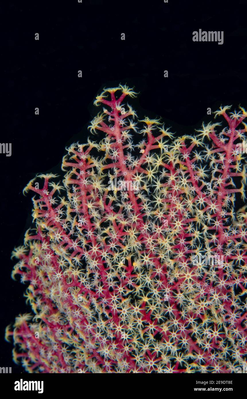 Gorgonian sea fan subergorgia sp hi-res stock photography and images ...