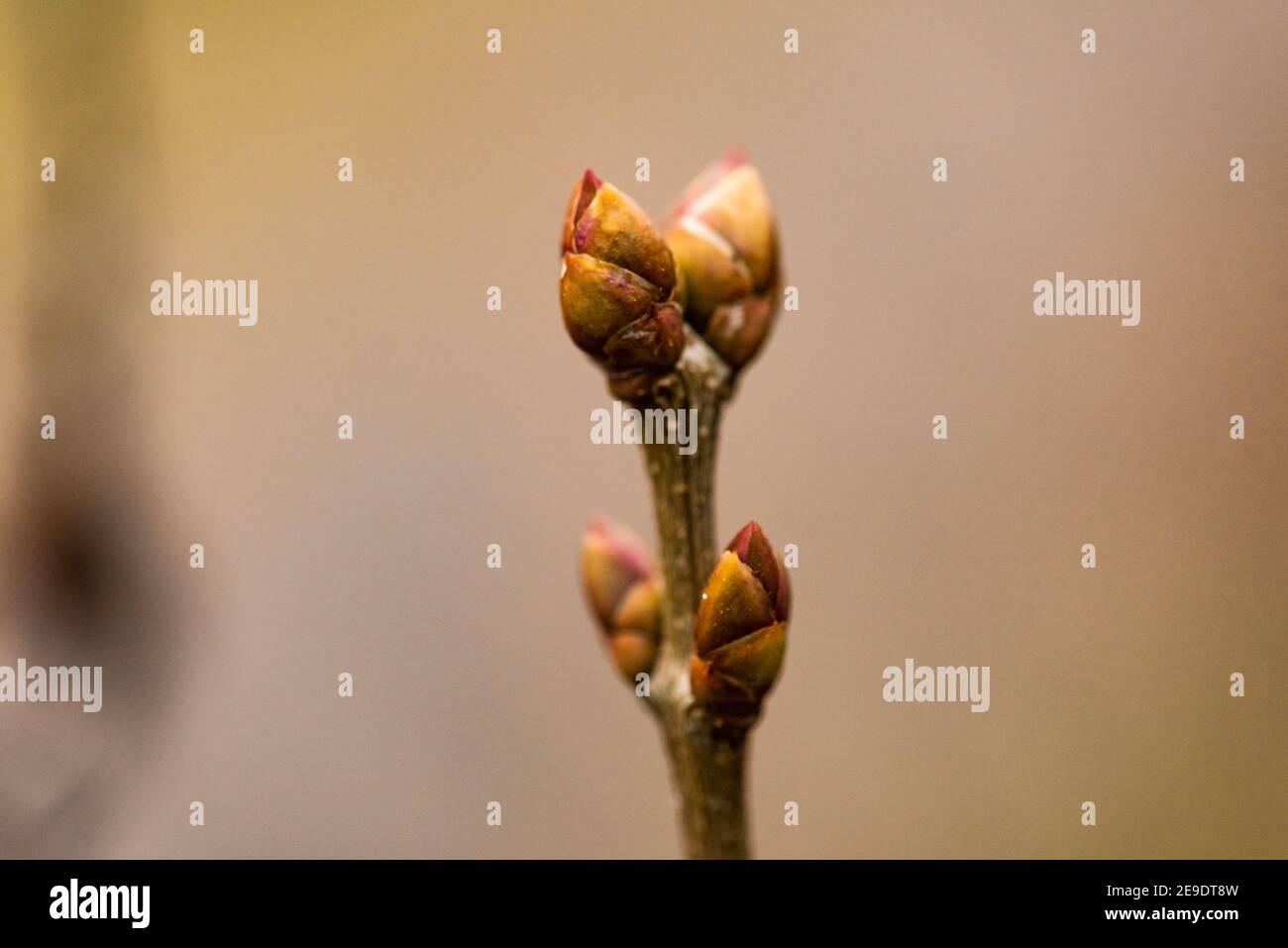 Tree branches with spring green budding leaves. tree buds in spring ...