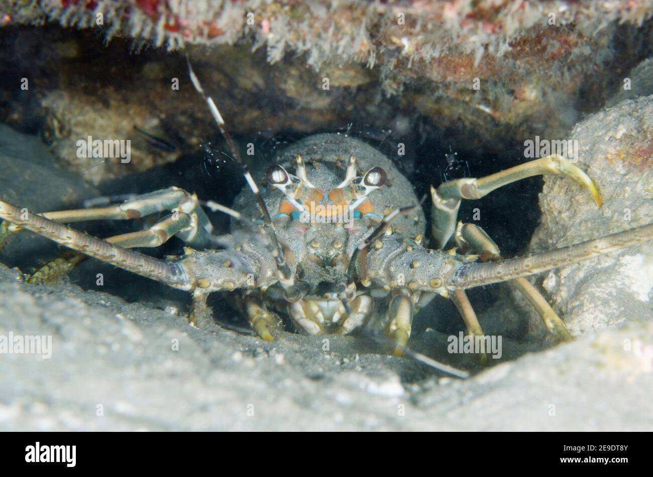 Mud lobster hi-res stock photography and images - Alamy