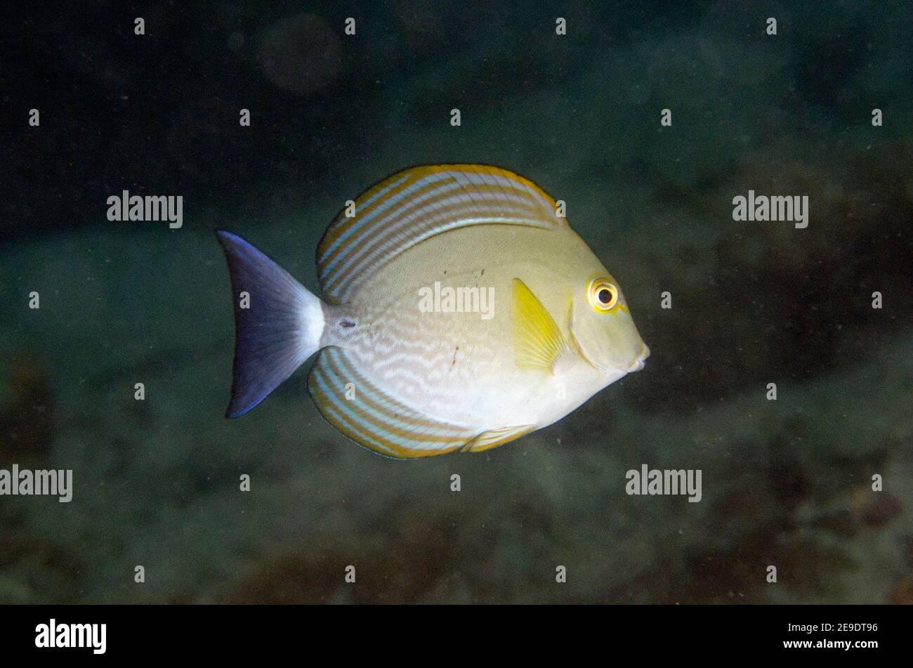 Purple Tang Or Yellowtail Tang Or Yellowtail Surgeonfish High ...