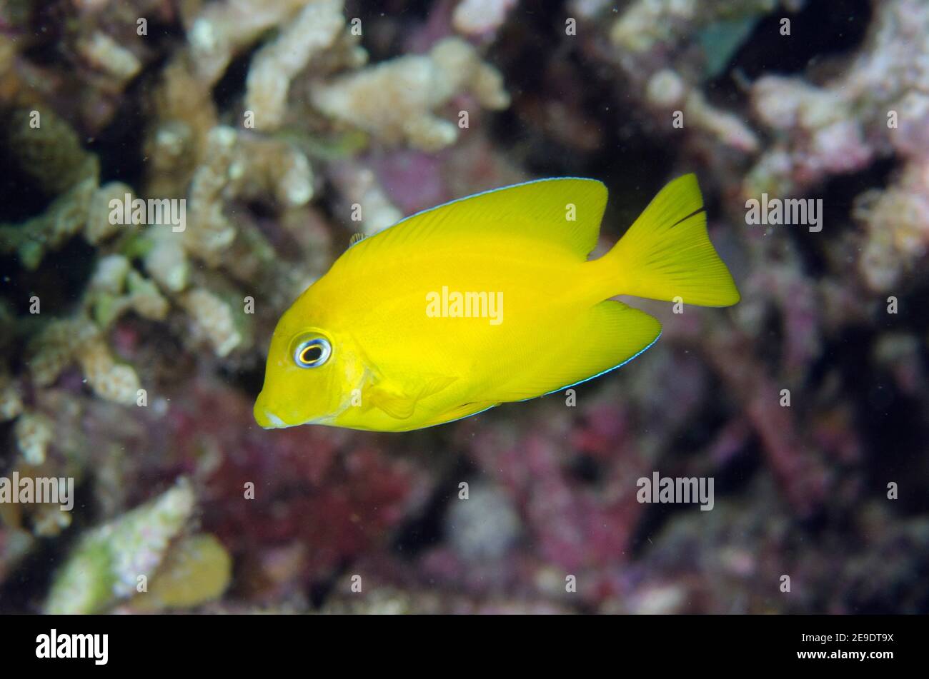 Bristletooth Tang High Resolution Stock Photography and Images - Alamy