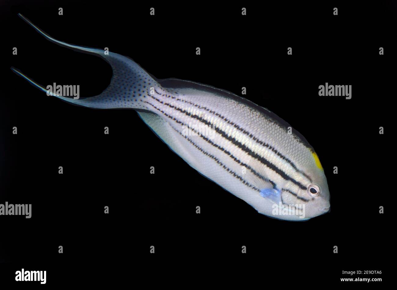 Blackstriped angelfish genicanthus lamarck hi-res stock photography and ...