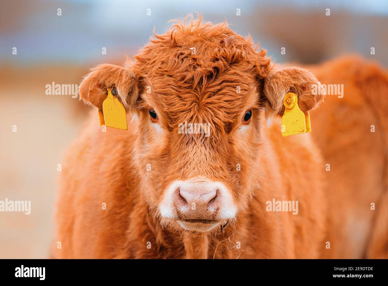 Front view of cows head face nose mouth hi-res stock photography and ...