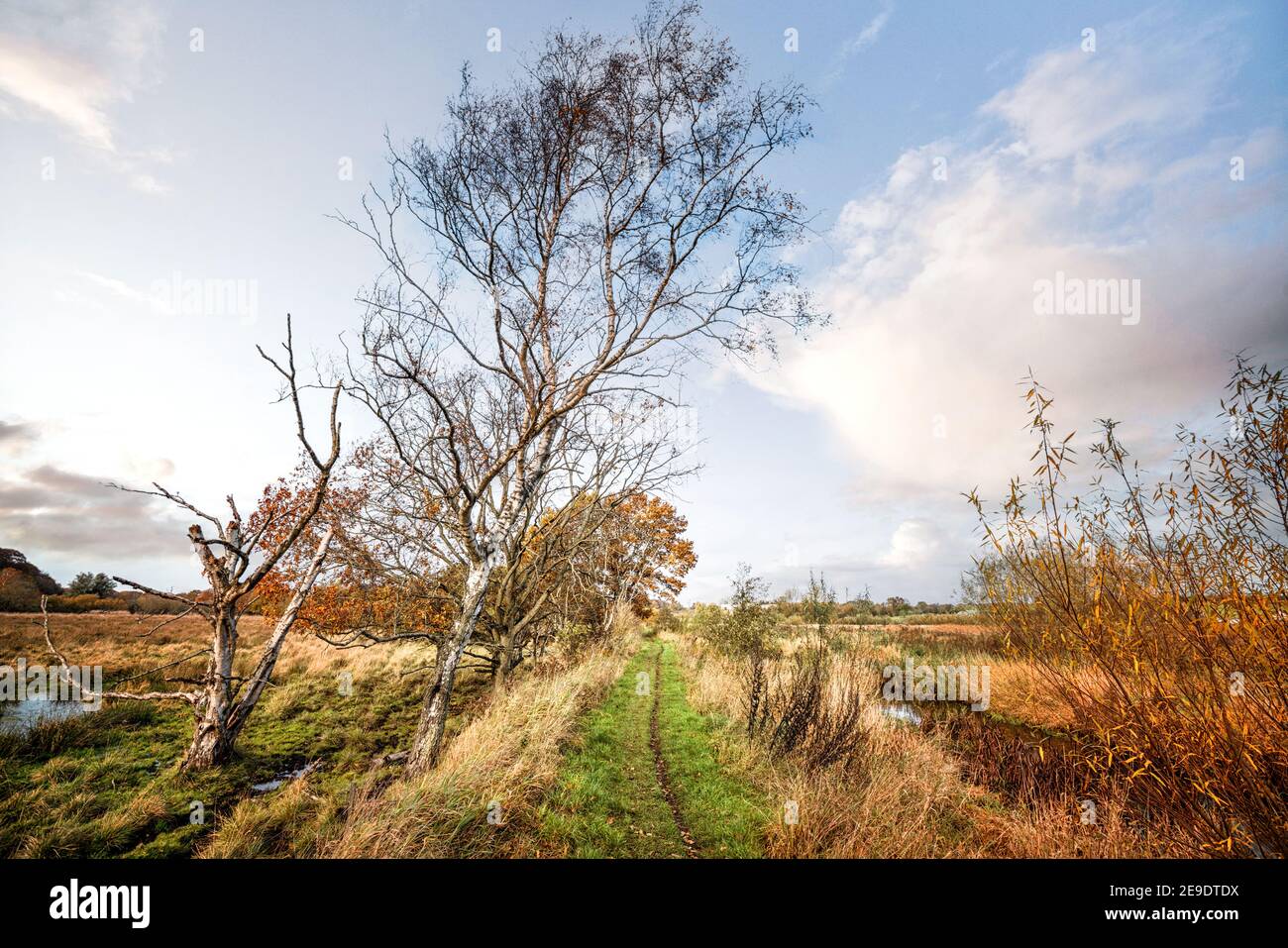 Nature trail in a wetland area with trees and bushes in the fall Stock ...