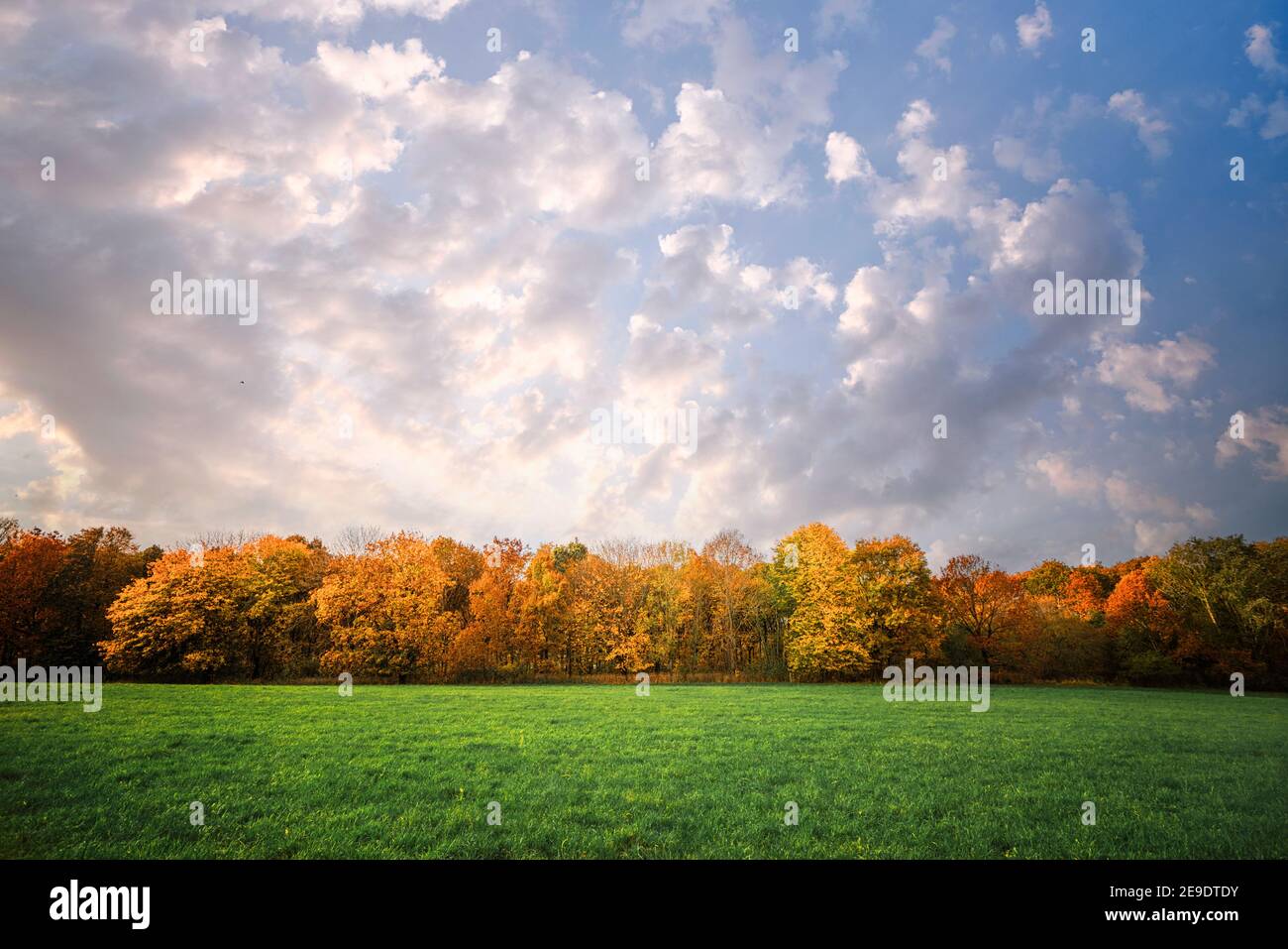 Trees in a row in autumn colors on a rural green field in the fall at ...