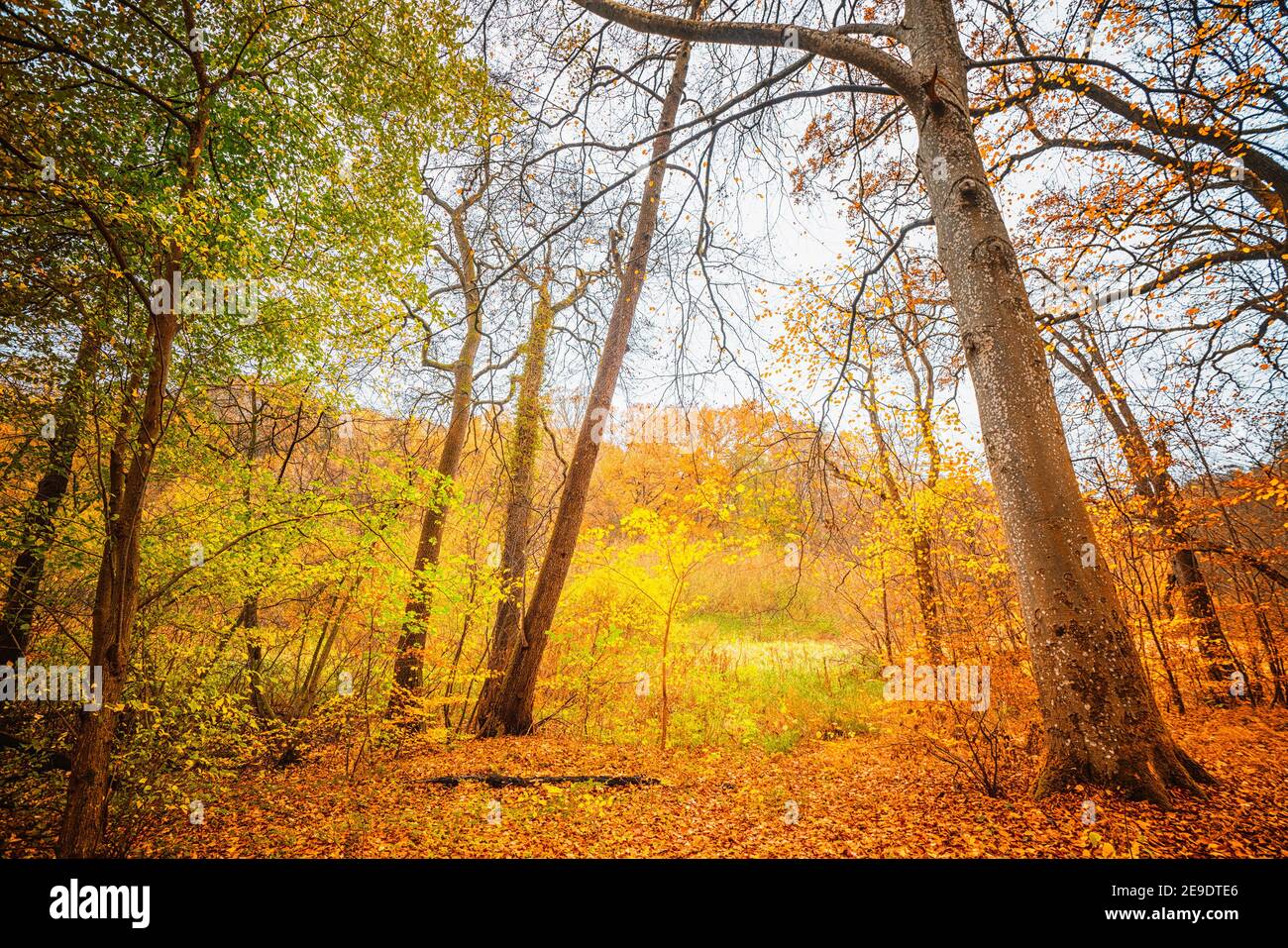 Golden autumn colors in the forest with colorful leaves on the ground ...