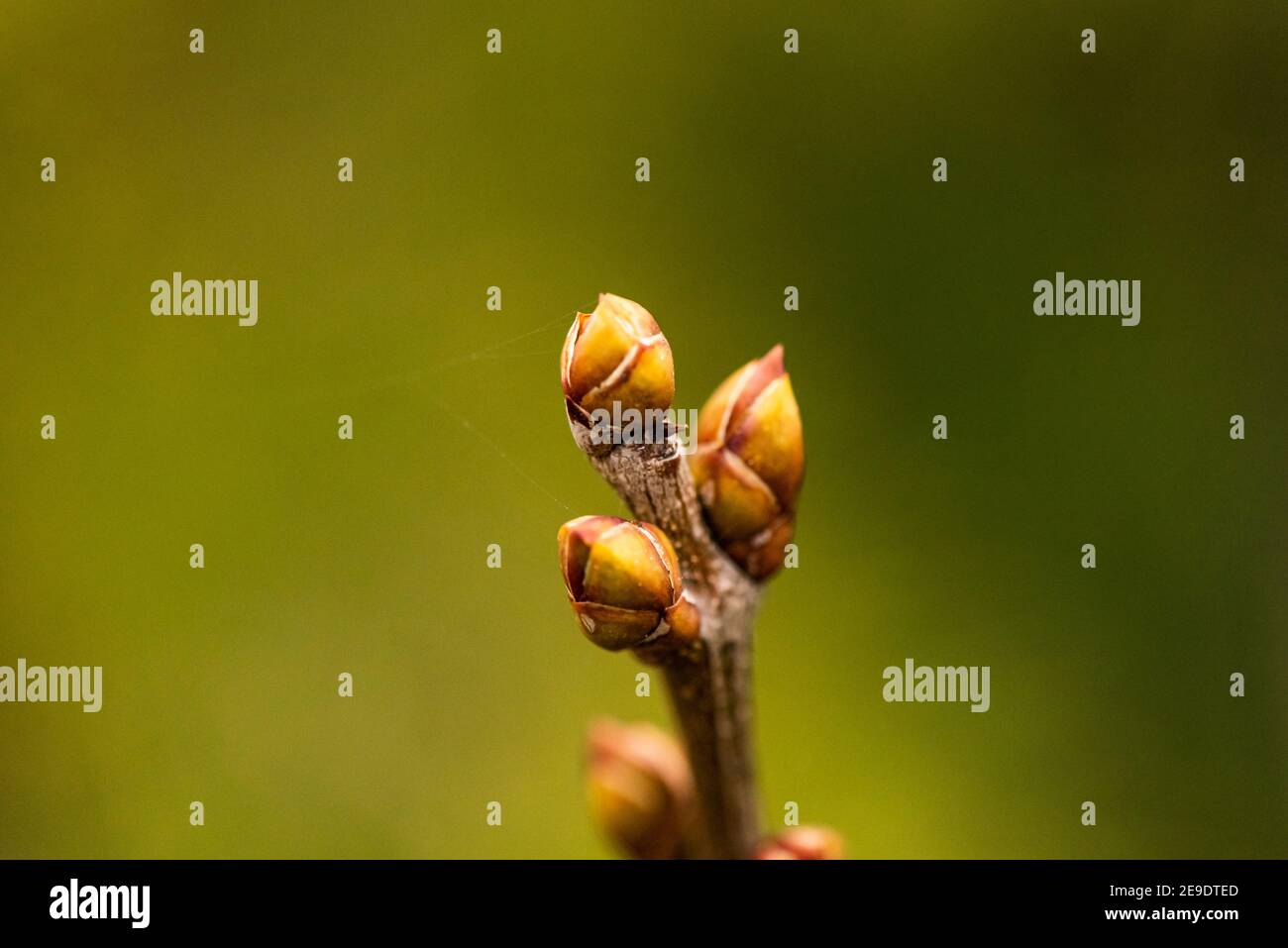 Tree branches with spring green budding leaves. tree buds in spring ...
