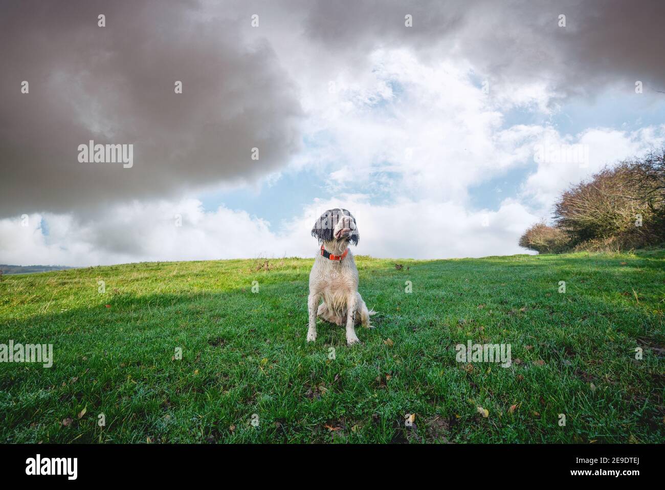 English springer spaniel on a green field in the springtime. Dog ...