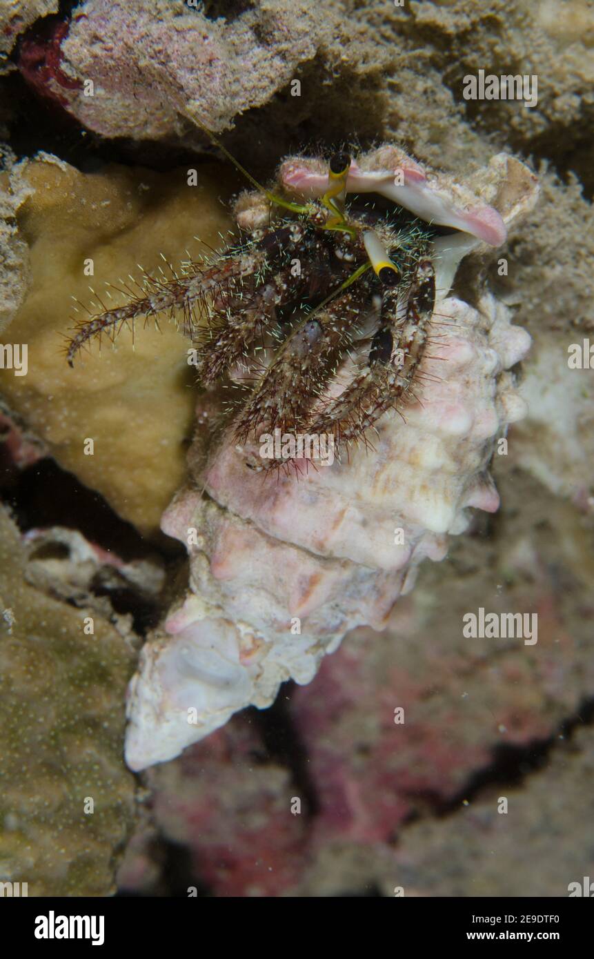 Hermit crab dardanus lagopodes hi-res stock photography and images - Alamy