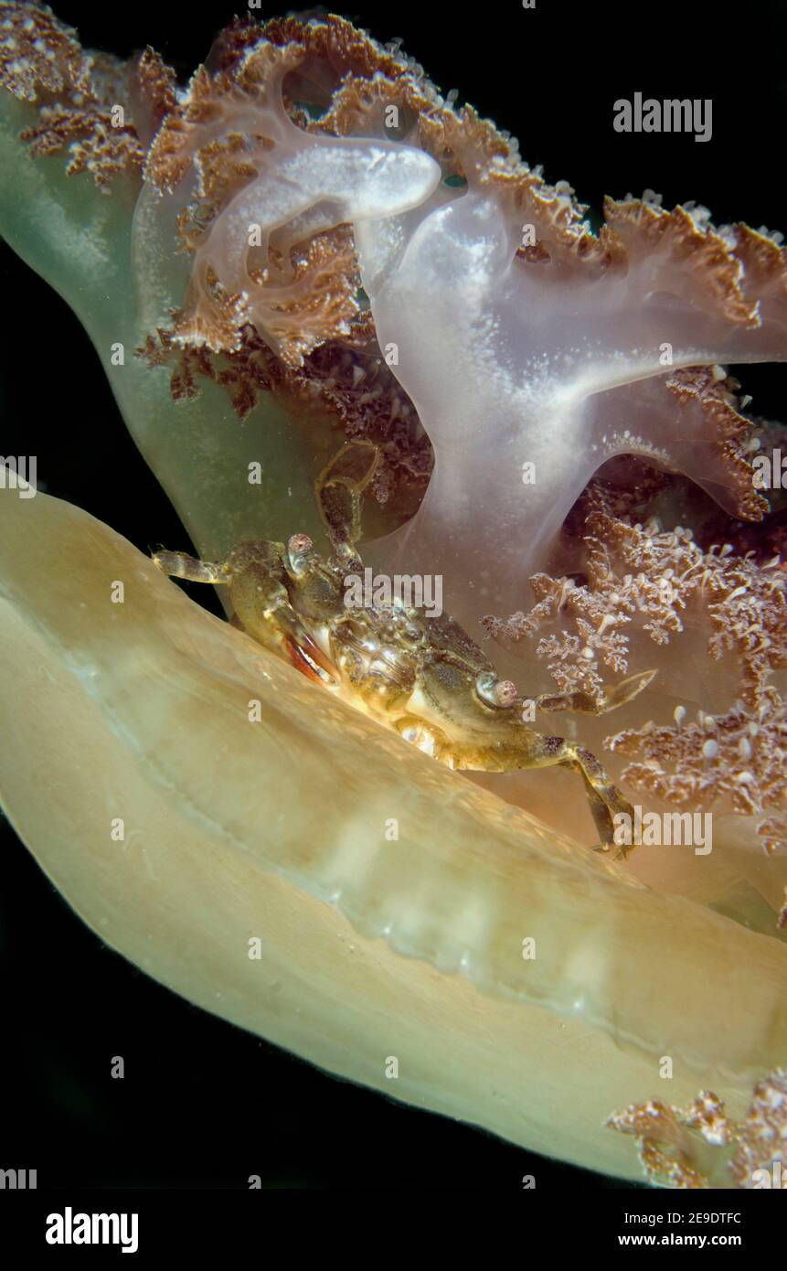 Portunidae High Resolution Stock Photography and Images - Alamy