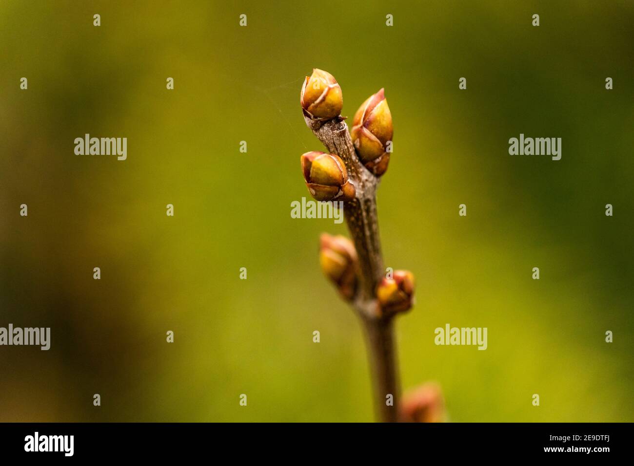 Tree branches with spring green budding leaves. tree buds in spring ...