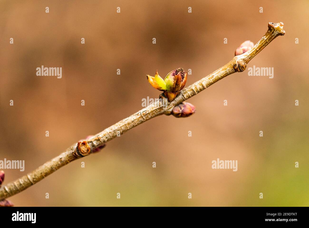 Tree branches with spring green budding leaves. tree buds in spring ...