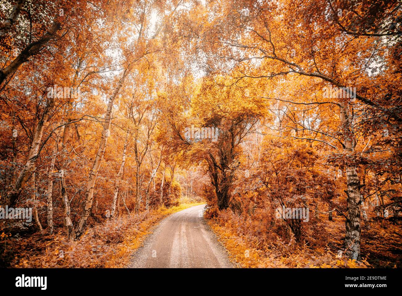 Forest trail in a forest in the fall with beautiful golden trees ...