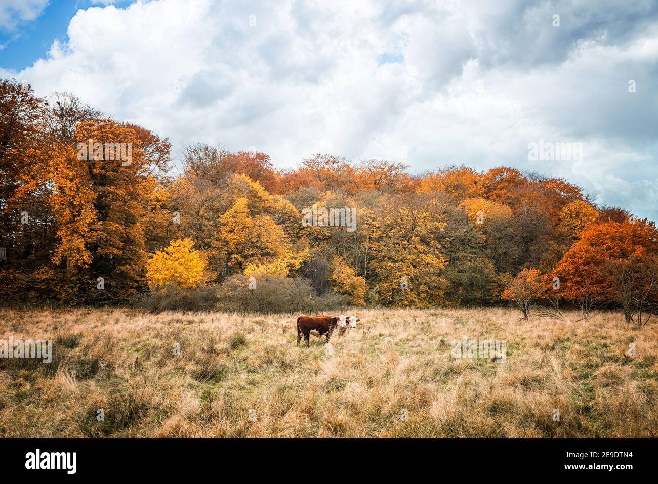 Two Hereford cows on a meadow in the fall with a colorful forest ...