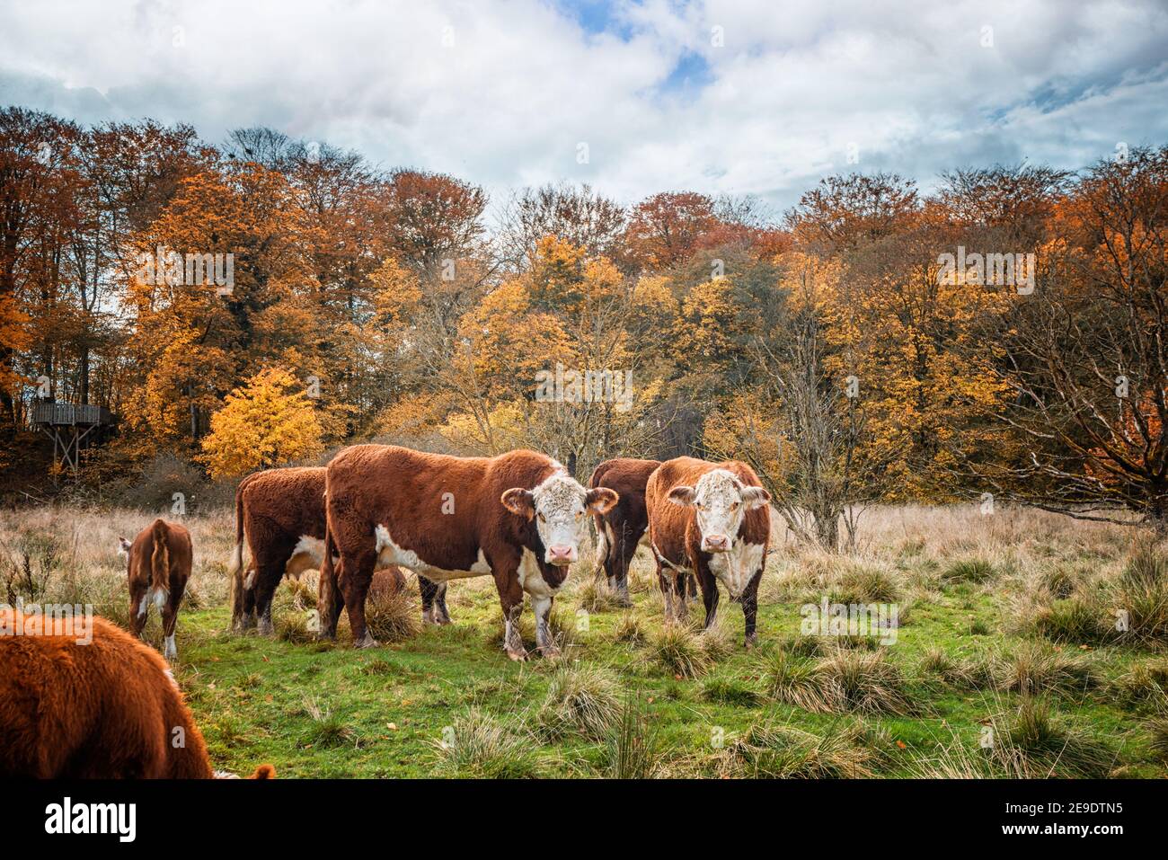 Hereford cattle cows in the fall standing on a rural field near a ...