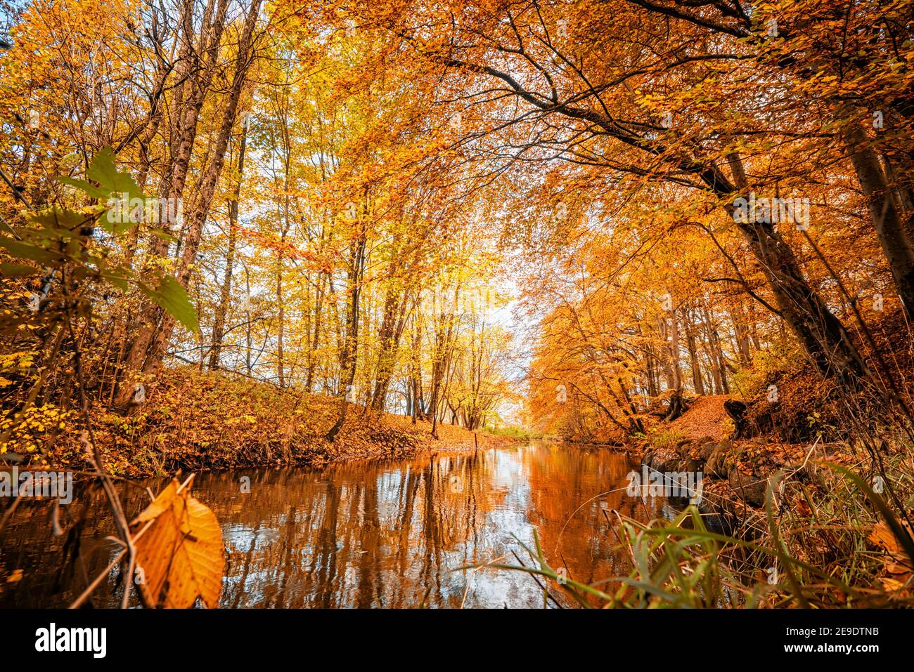 Colorful autumn season colors in the forest with an idyllic river ...