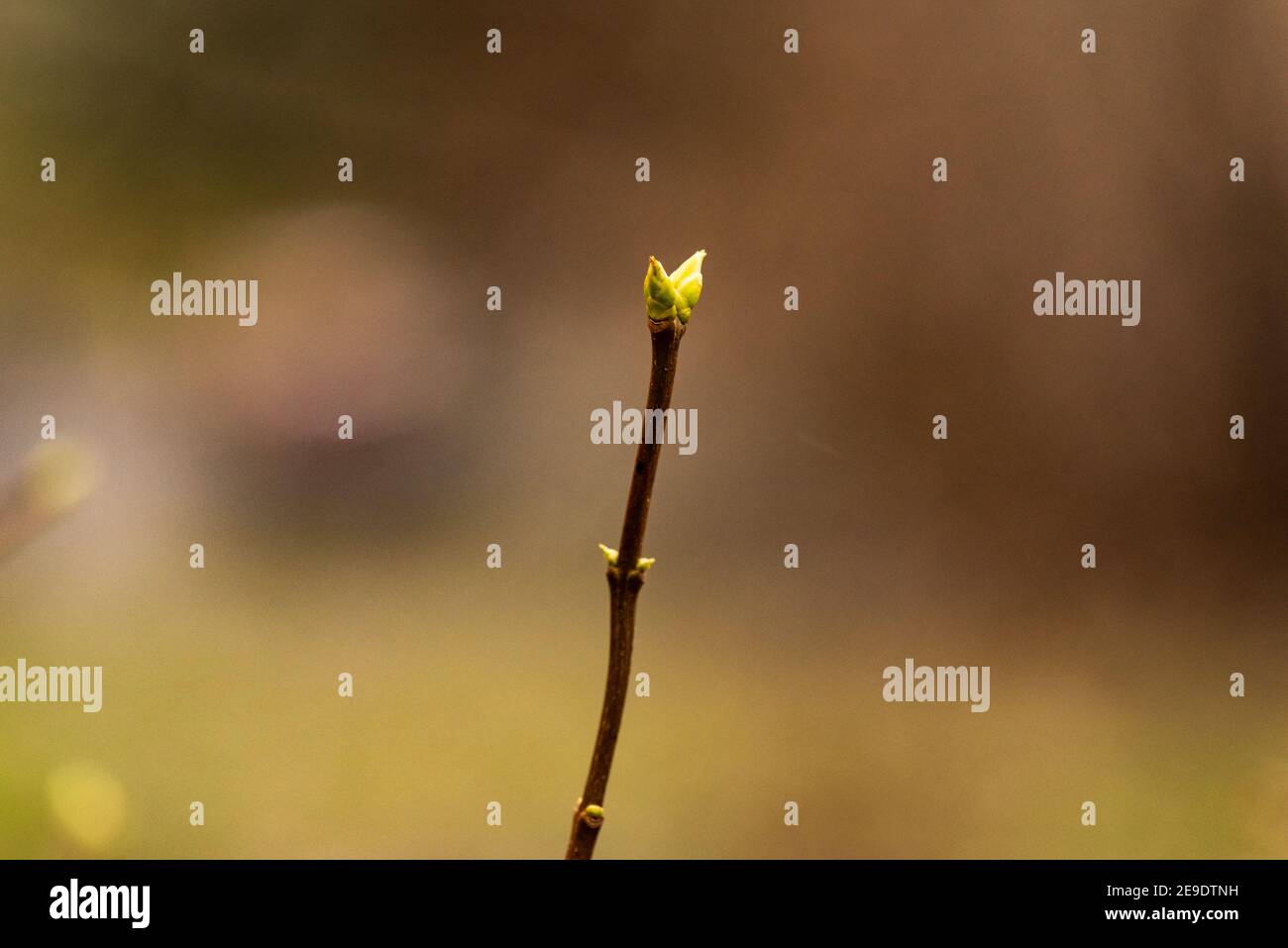 Tree branches with spring green budding leaves. tree buds in spring ...