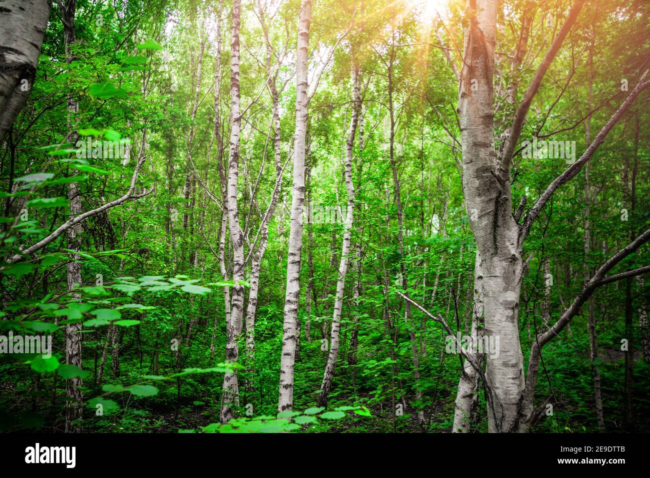 Black birch trees panoramic hi-res stock photography and images - Alamy