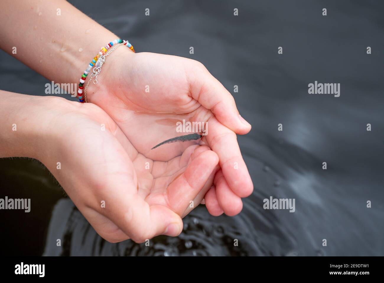 Catching fish on the water surface hi-res stock photography and images ...