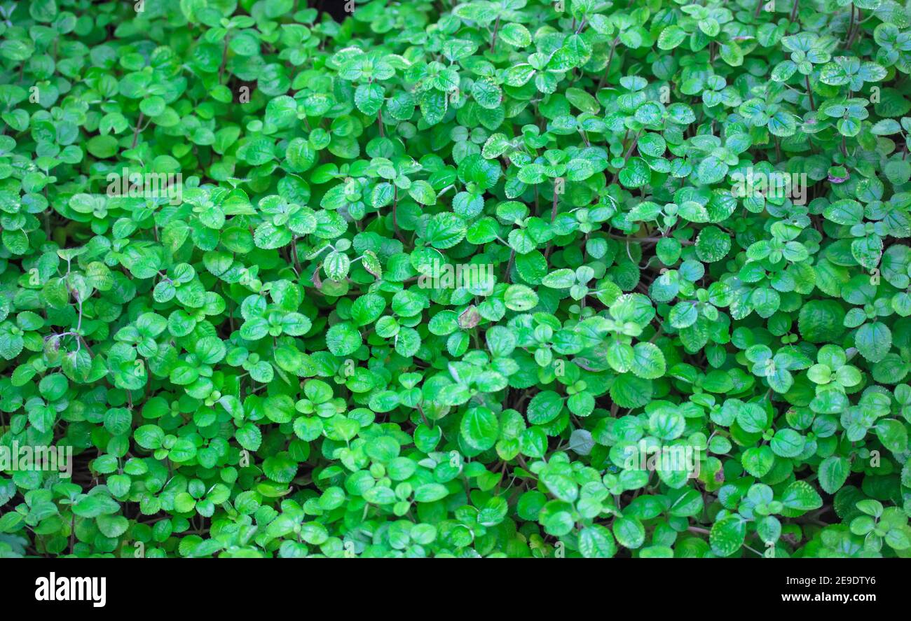 Green grass clover seamless texture. Botanical background of fresh ...