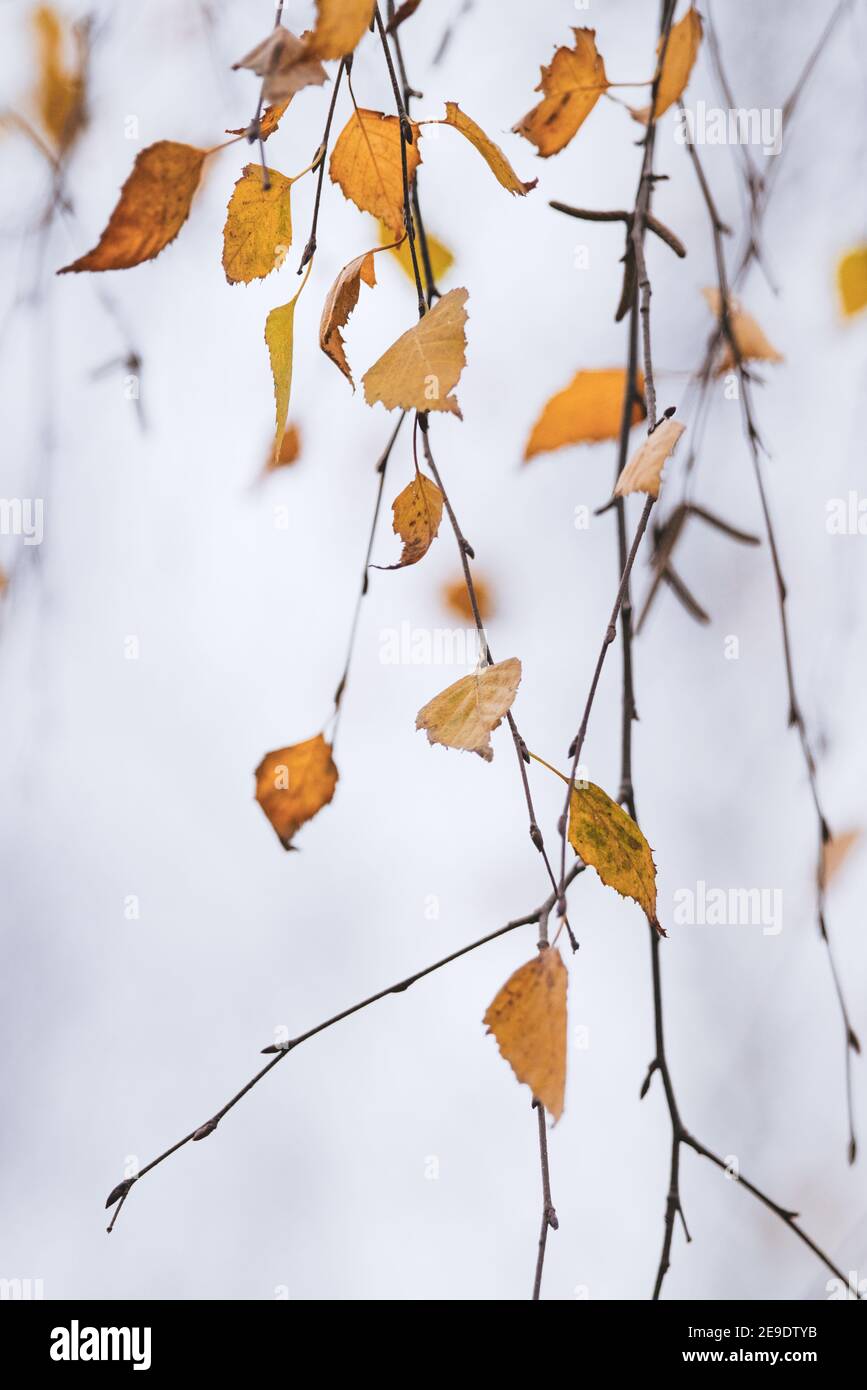Autumn birch tree leaves hanging from a small branch in the fall in ...
