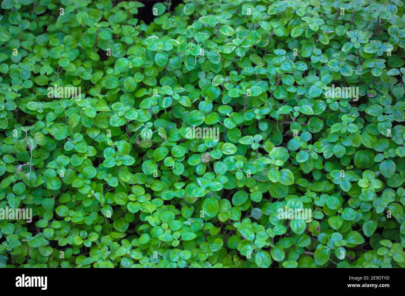 Green grass clover seamless texture. Botanical background of fresh ...