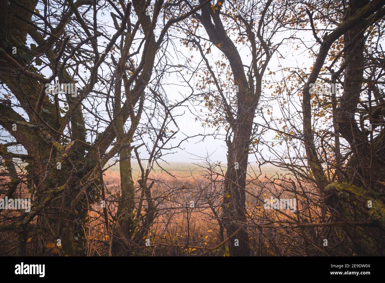 Wilderness scenery with trees with thornes in a rural landscape near a ...