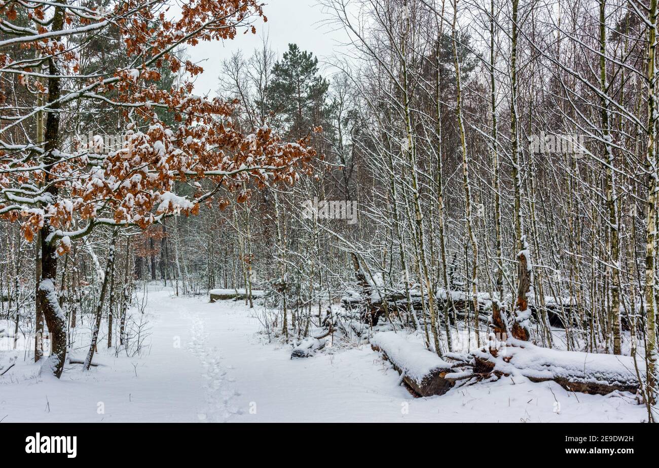 Winter forest. A heavy snowfall covered the trees. There are white ...