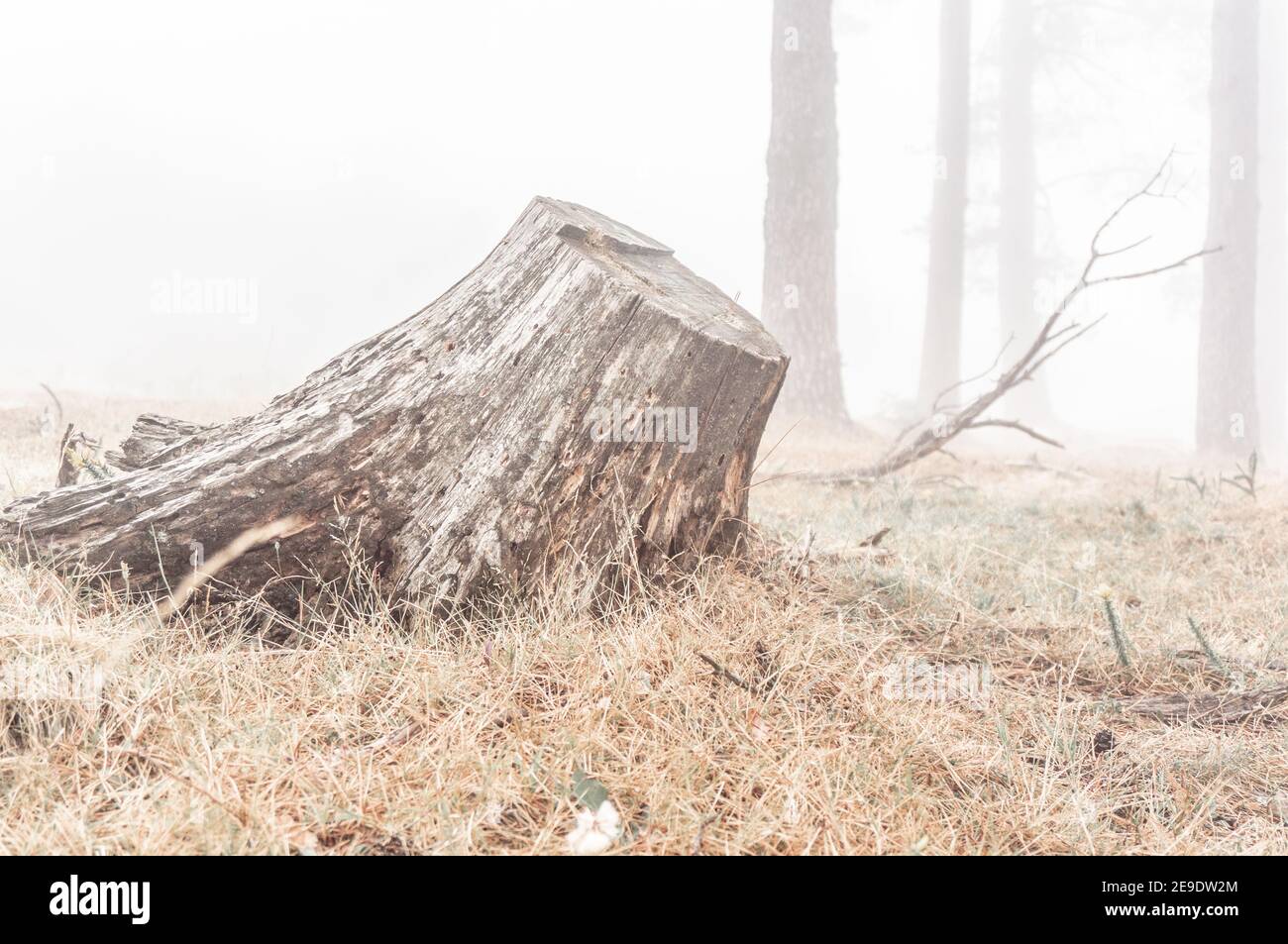 Tree stump in the forest with dried grass Stock Photo - Alamy