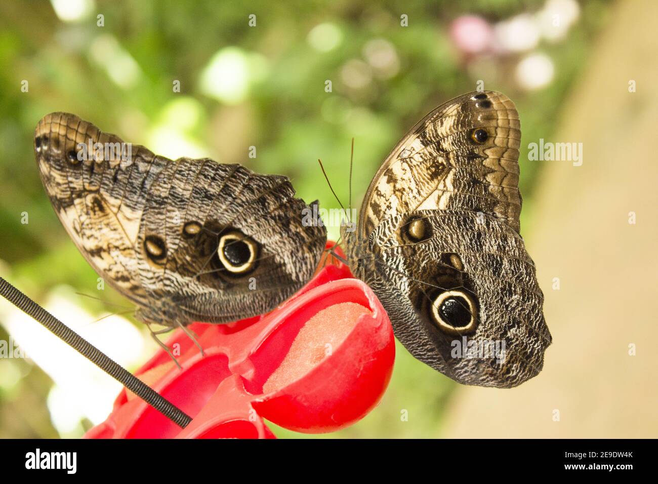 Eyespots moth butterfly hi-res stock photography and images - Alamy