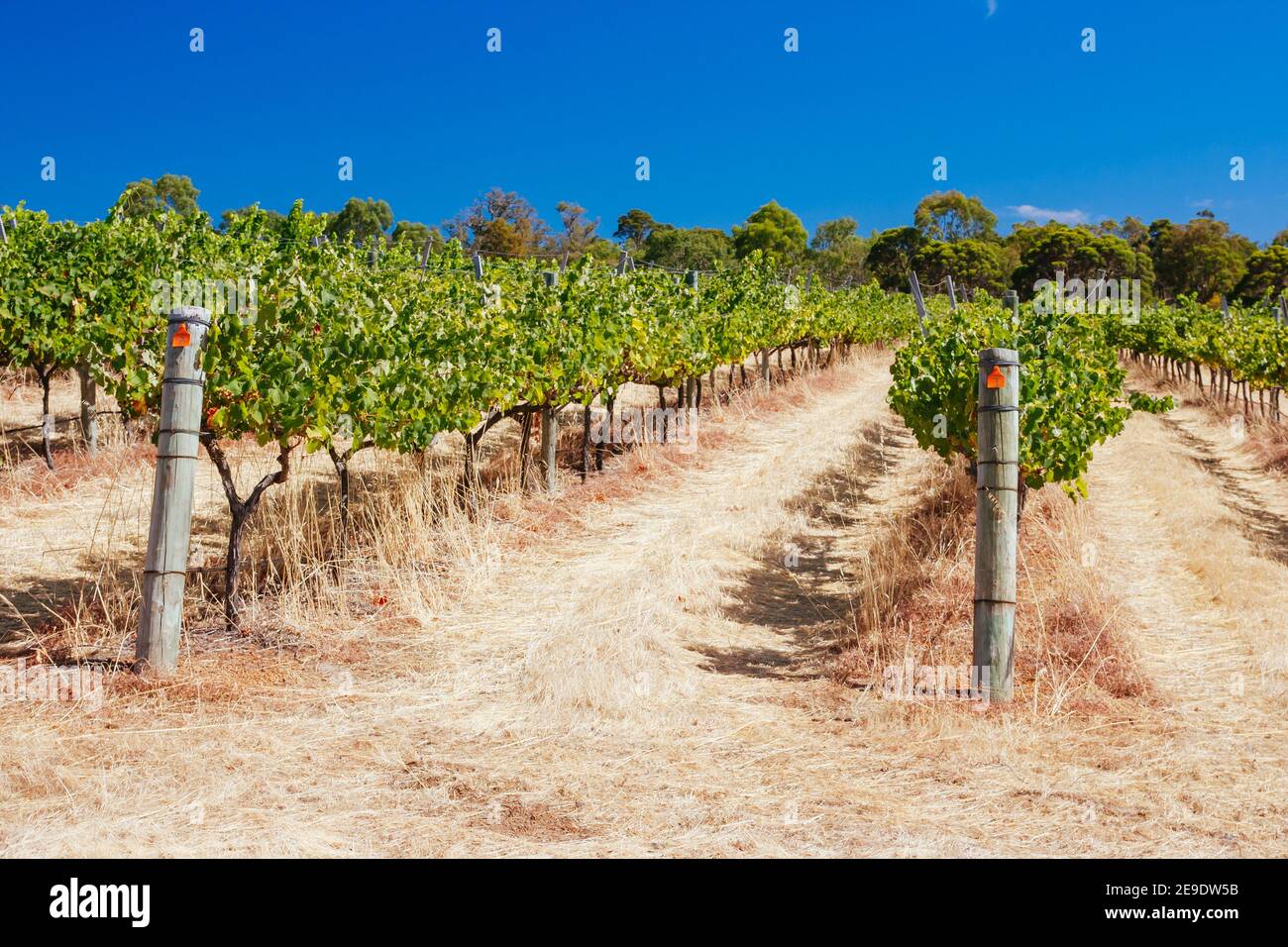 Grape vines margaret river hi-res stock photography and images - Alamy