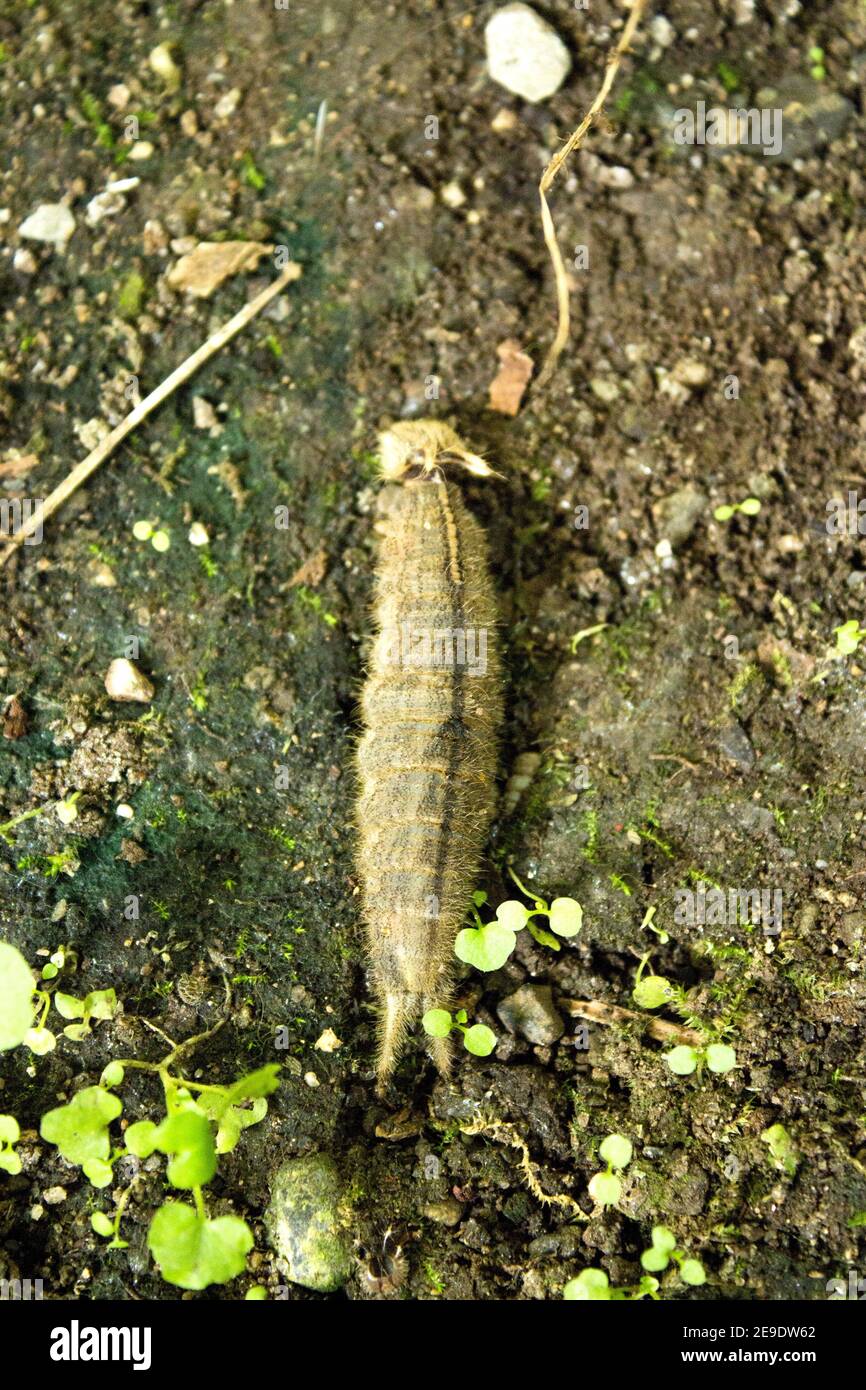 Ground larva hi-res stock photography and images - Alamy