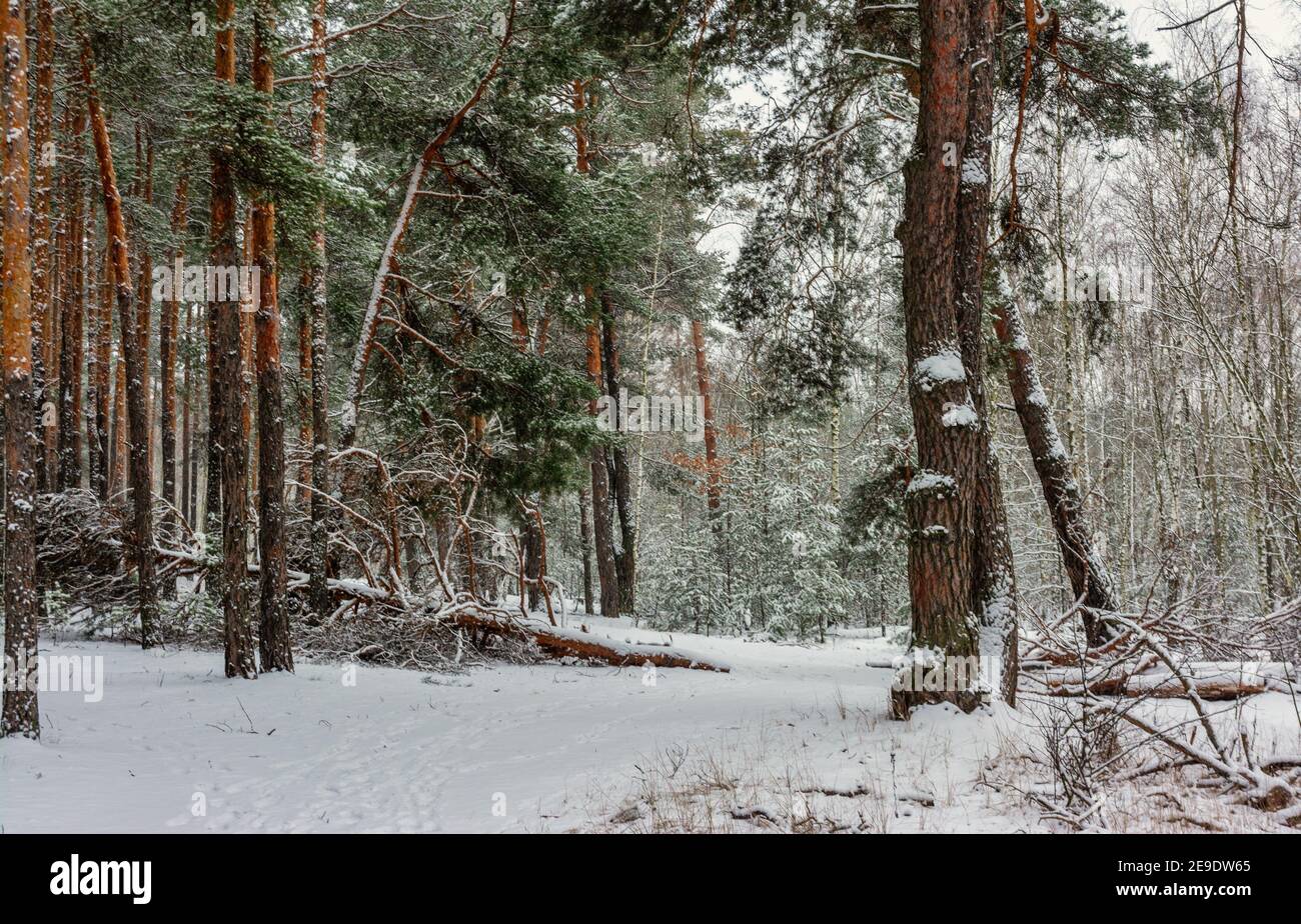 Winter forest. A heavy snowfall covered the trees. There are white ...