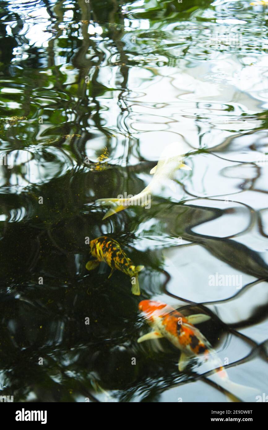 Freshwater pond with goldfish. No people Stock Photo - Alamy