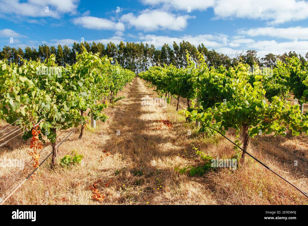 Grape vines margaret river hi-res stock photography and images - Alamy