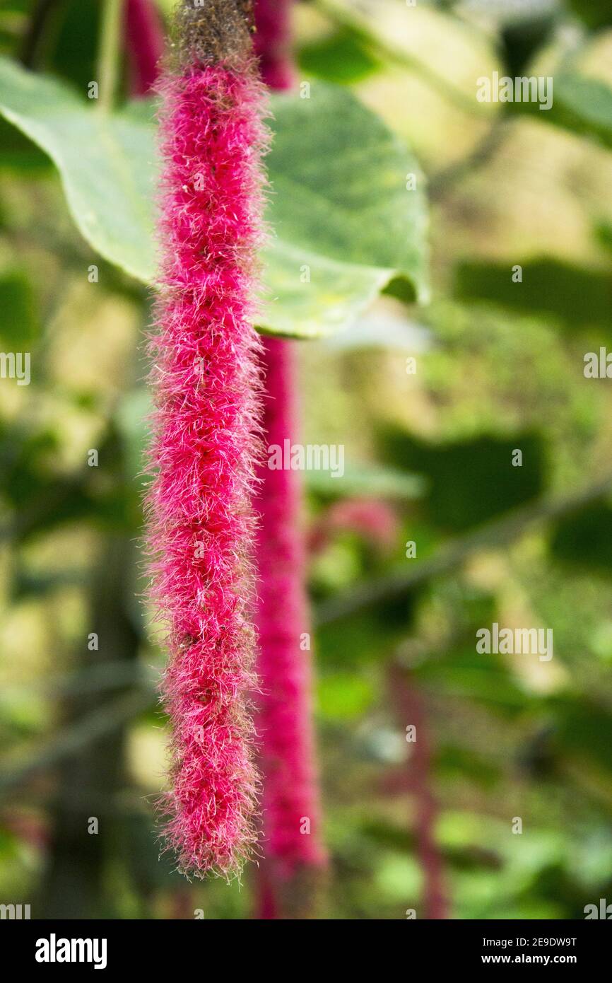 Red hot cats tail plant hi-res stock photography and images - Alamy