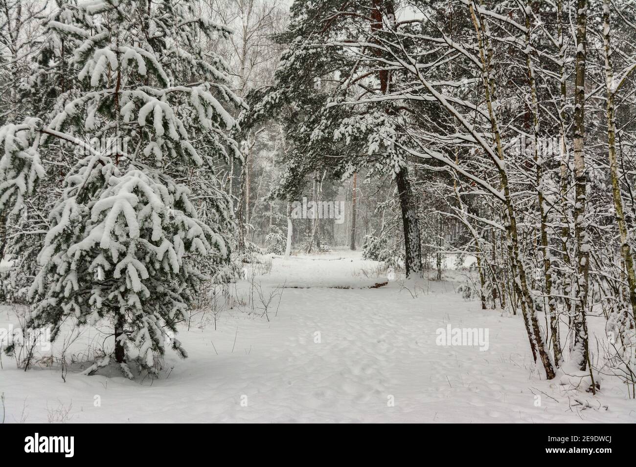 Winter forest. A heavy snowfall covered the trees. There are white ...