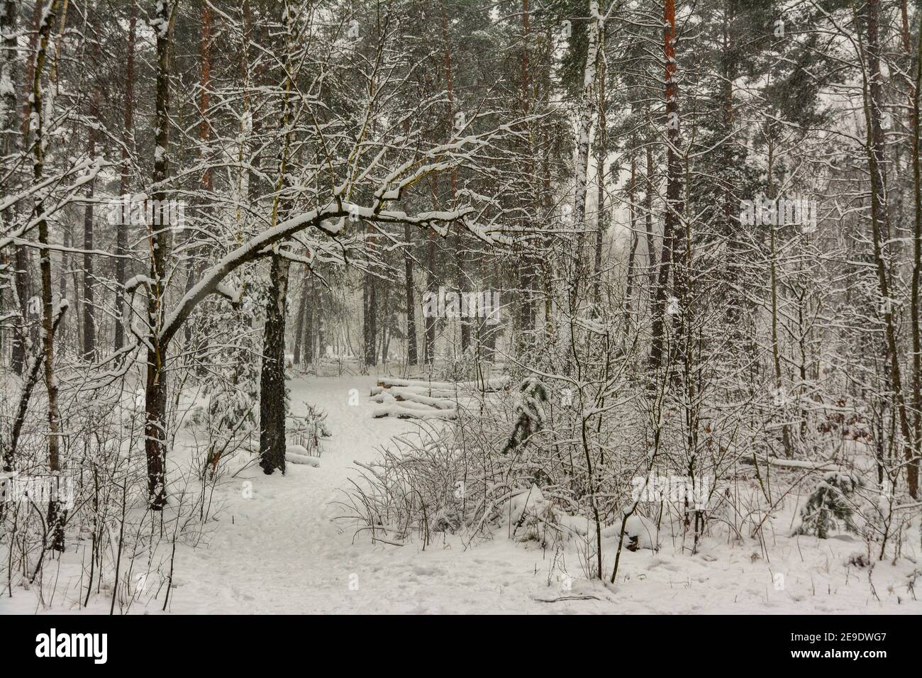 Winter forest. A heavy snowfall covered the trees. There are white ...