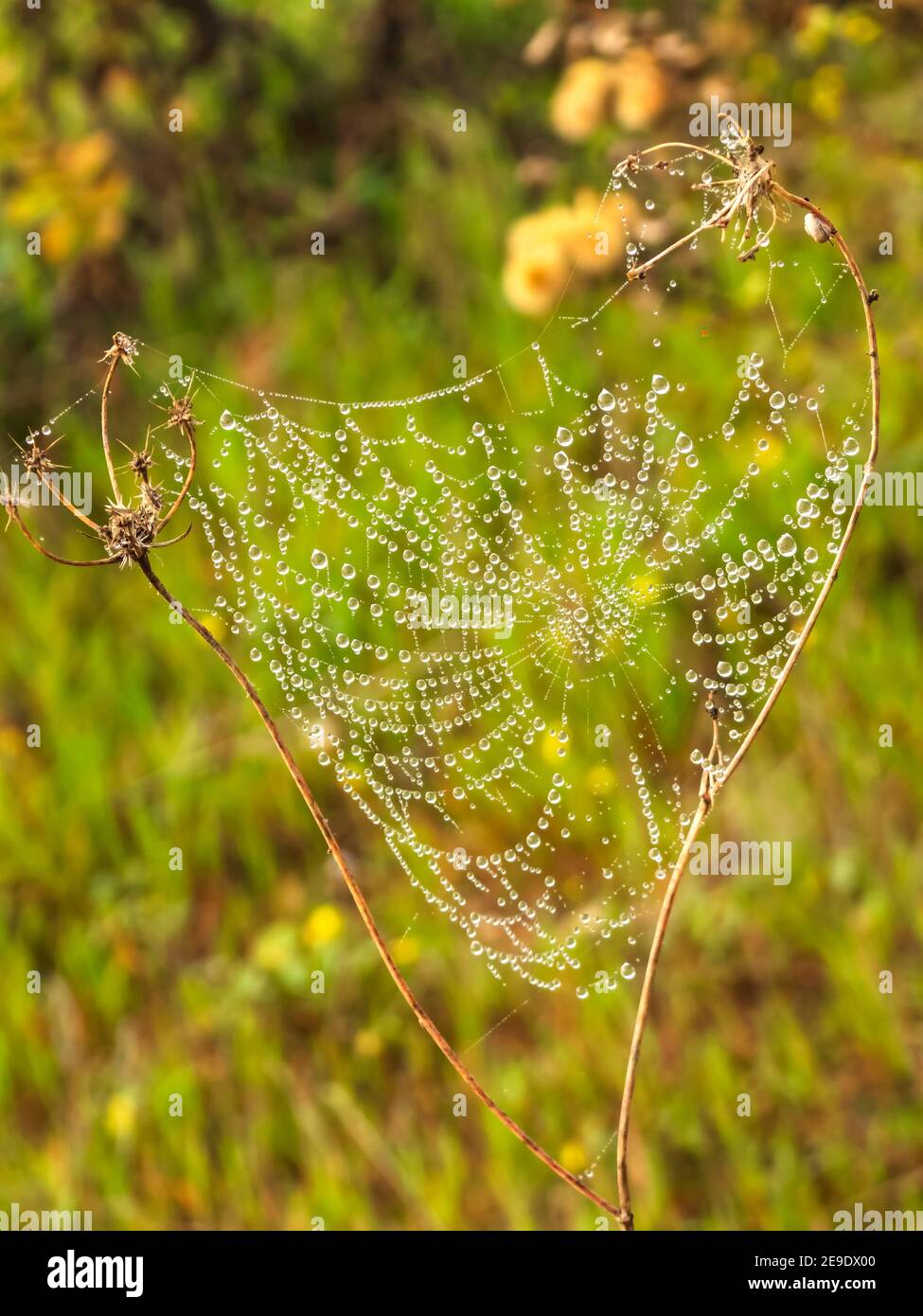 Spider web with dew drops close-up on dry branches of a plant on a ...