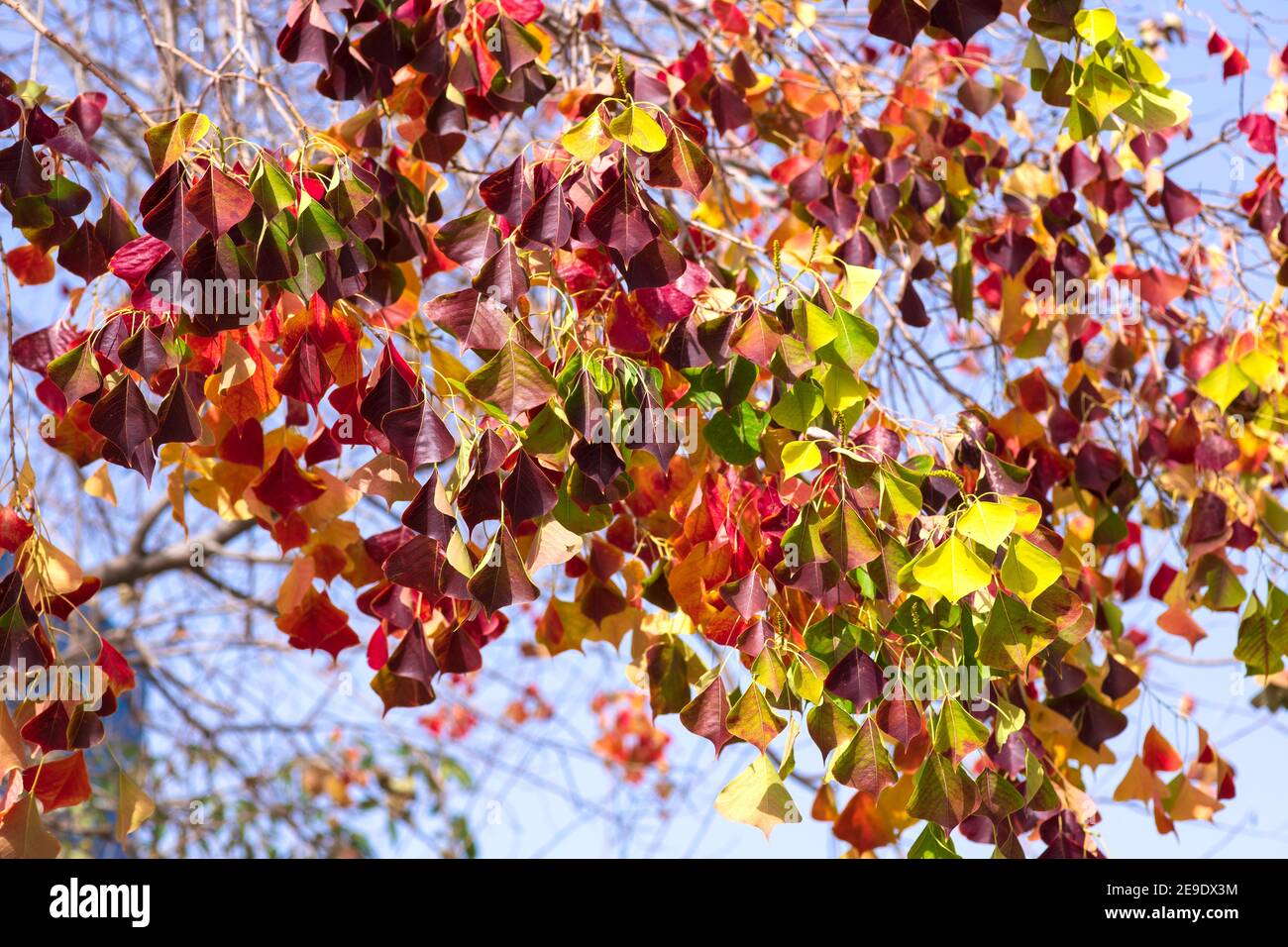Multicolored autumn leaves of Triadica sebifera tree close-up against ...
