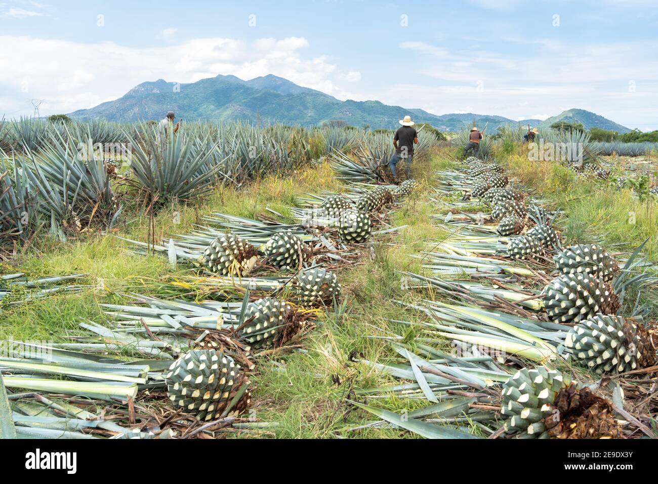 Rear view of farmers cuts blue agave plants one by one in the field ...