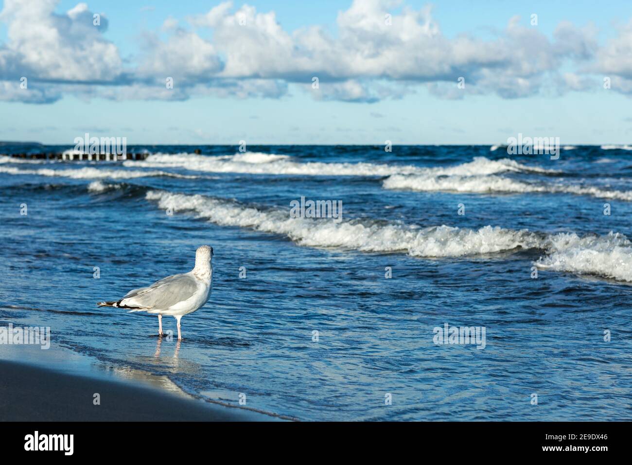 One seagull standing in the water on the beach of the German Baltic Sea ...