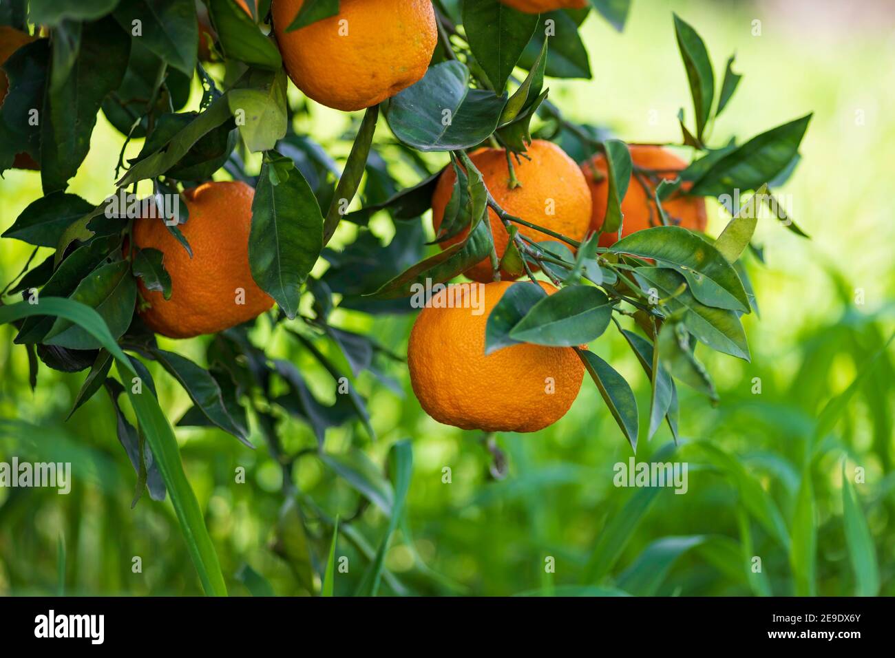 Ripe fruits of orange tree close up in orchard Stock Photo - Alamy