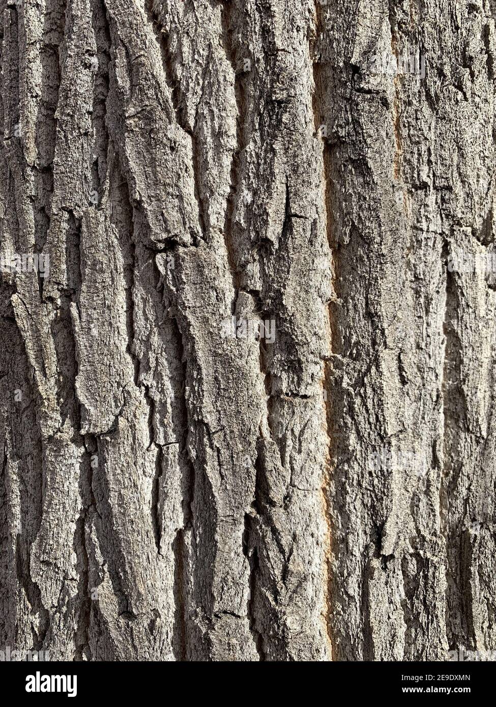 Shot of gray textured tree bark of a cottonwood tree in Arizona ...