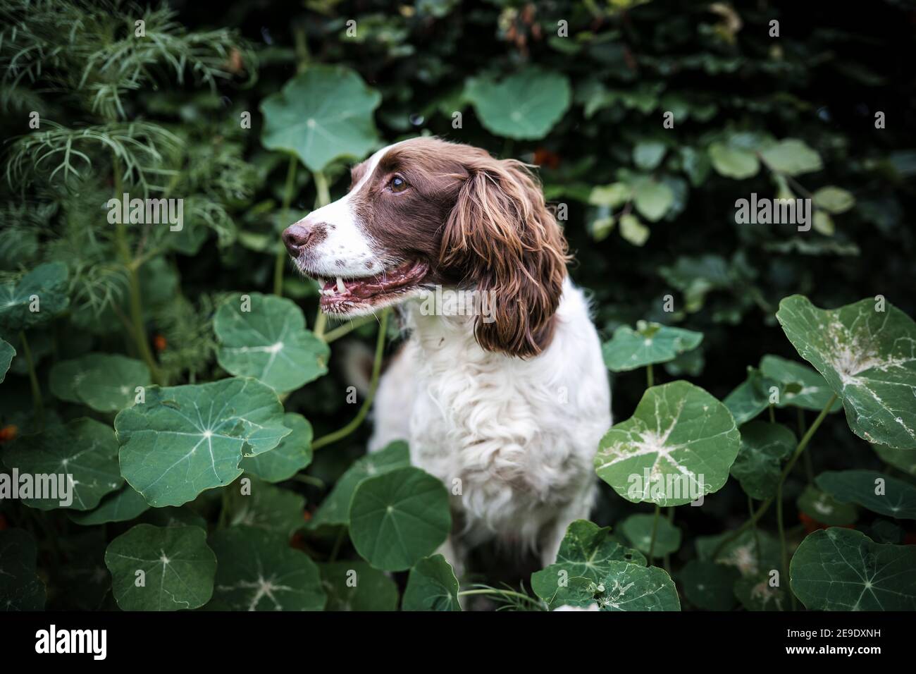 Pedigree pure breed young Springer Spaniel gun dog sat hiding in the ...