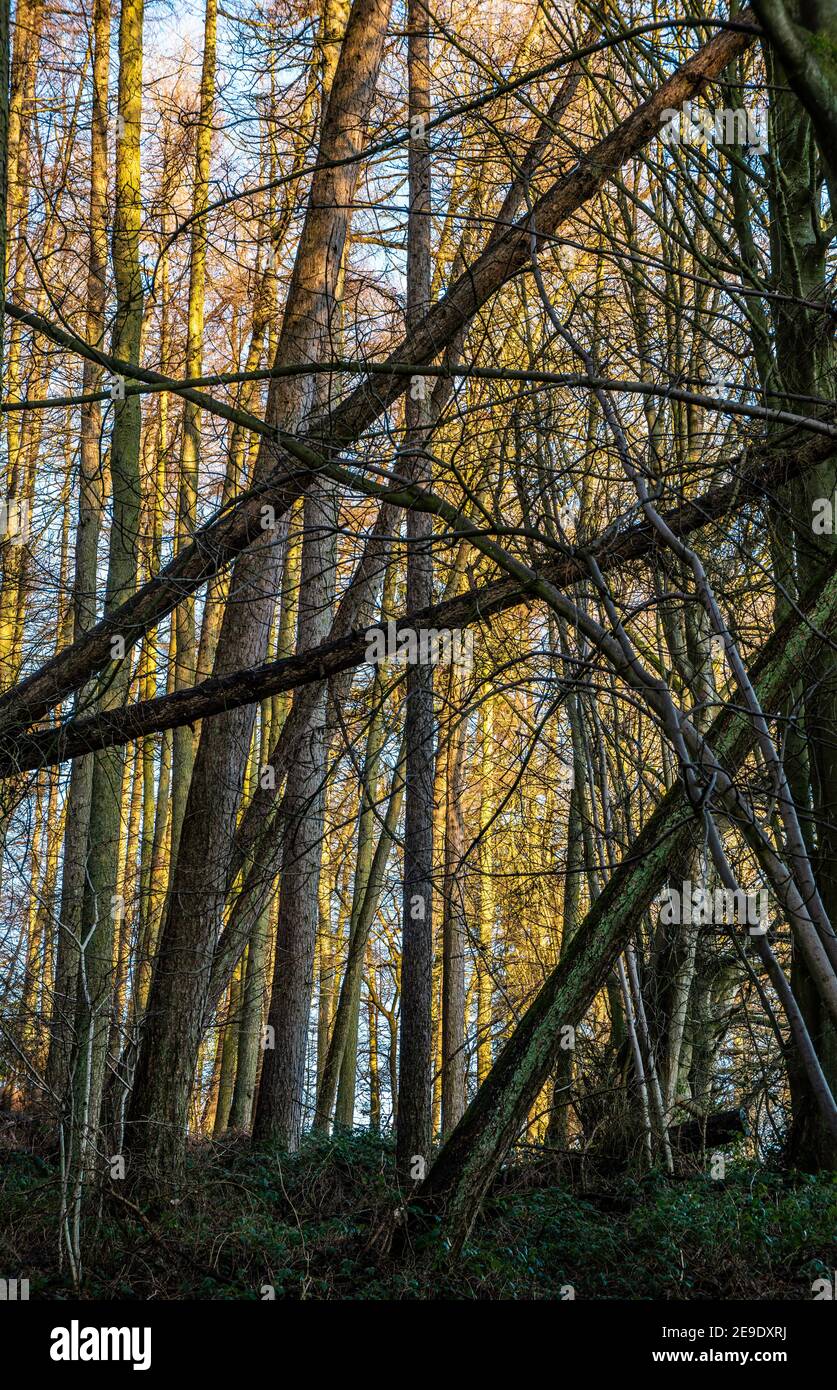Fallen trees in a forest Stock Photo - Alamy